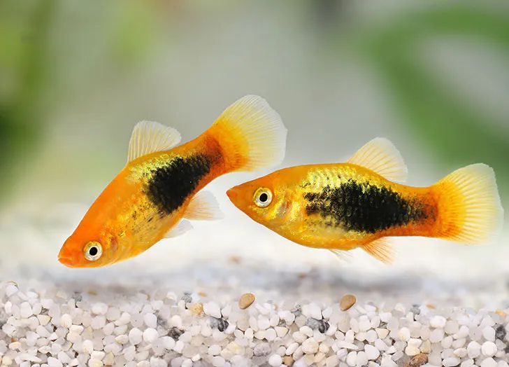 Berikut Rekomendasi Lengkap Ikan Hias Untuk Aquarium Yang Cantik